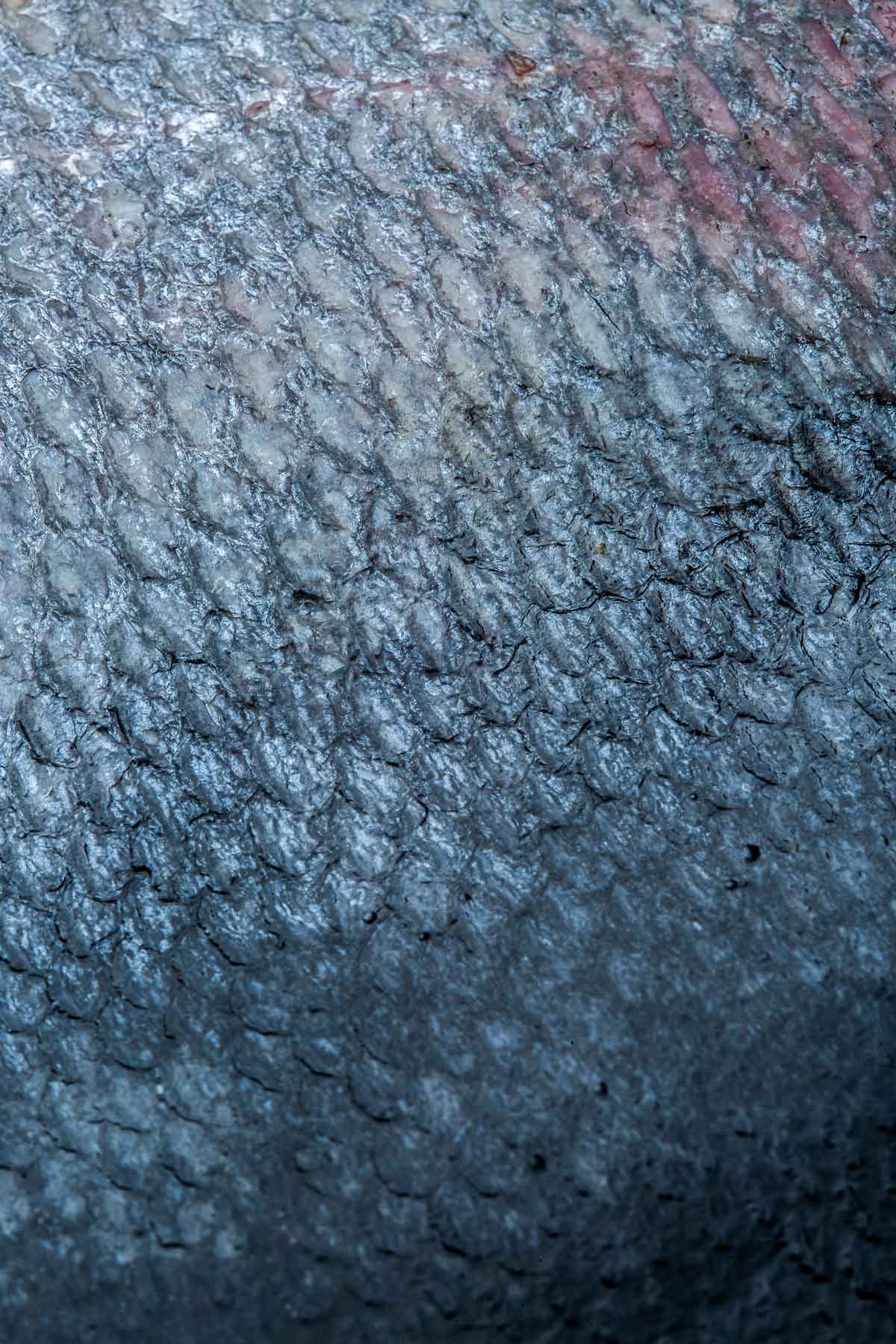 Reasons to be dazzled by tuna skin - Fuentes