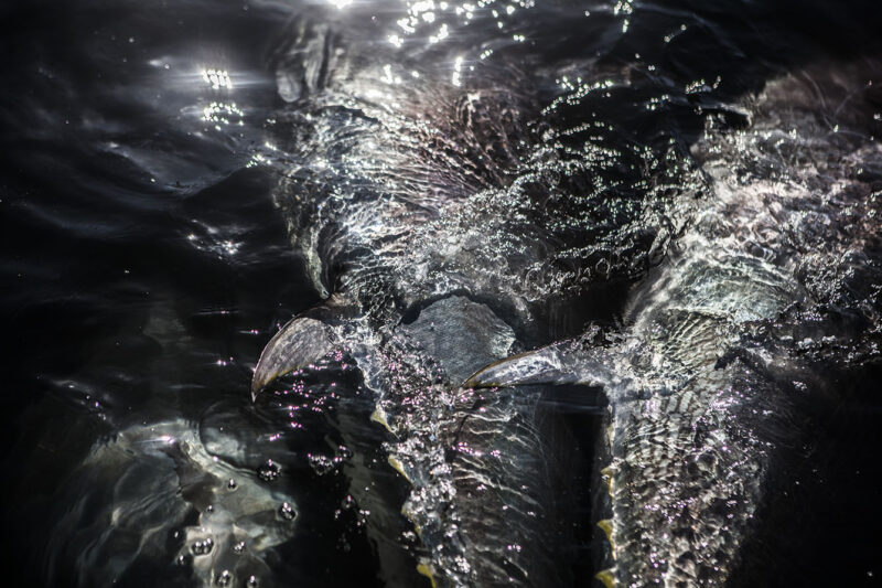 La almadraba con ojos de japonés - Fuentes