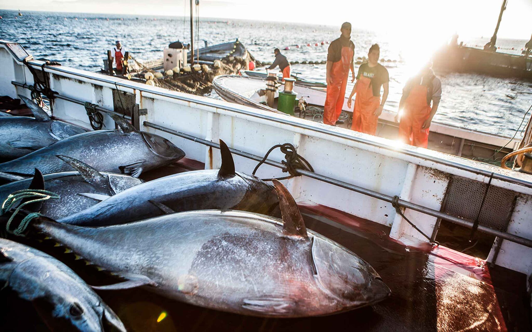 La almadraba con ojos de japonés - Fuentes